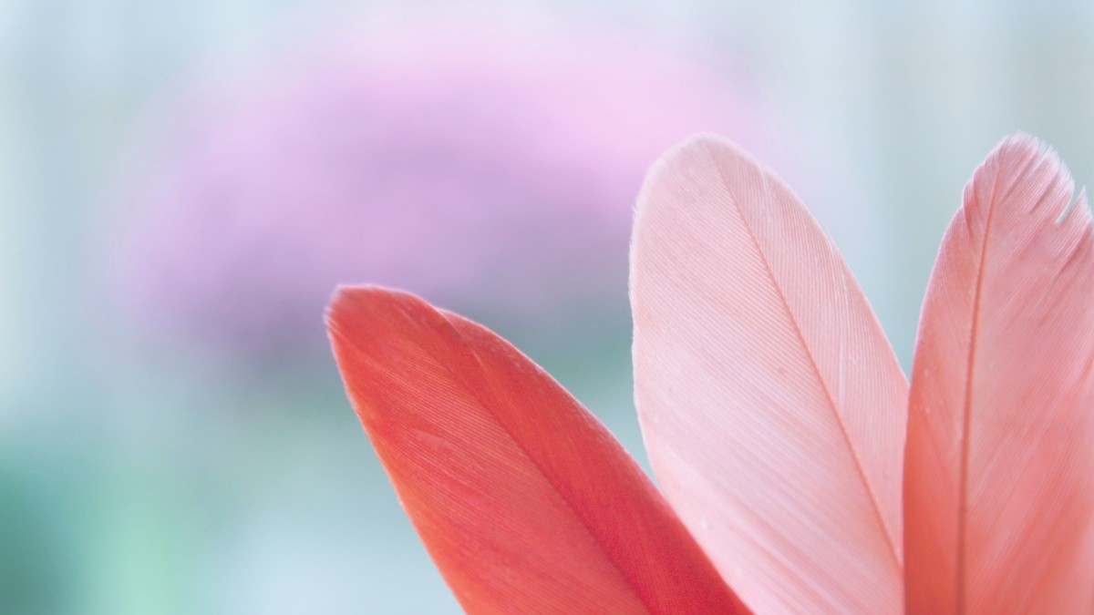 ¿Sabes qué es la "pluma"? Te contamos de qué va | DIVERSO Lifestyle