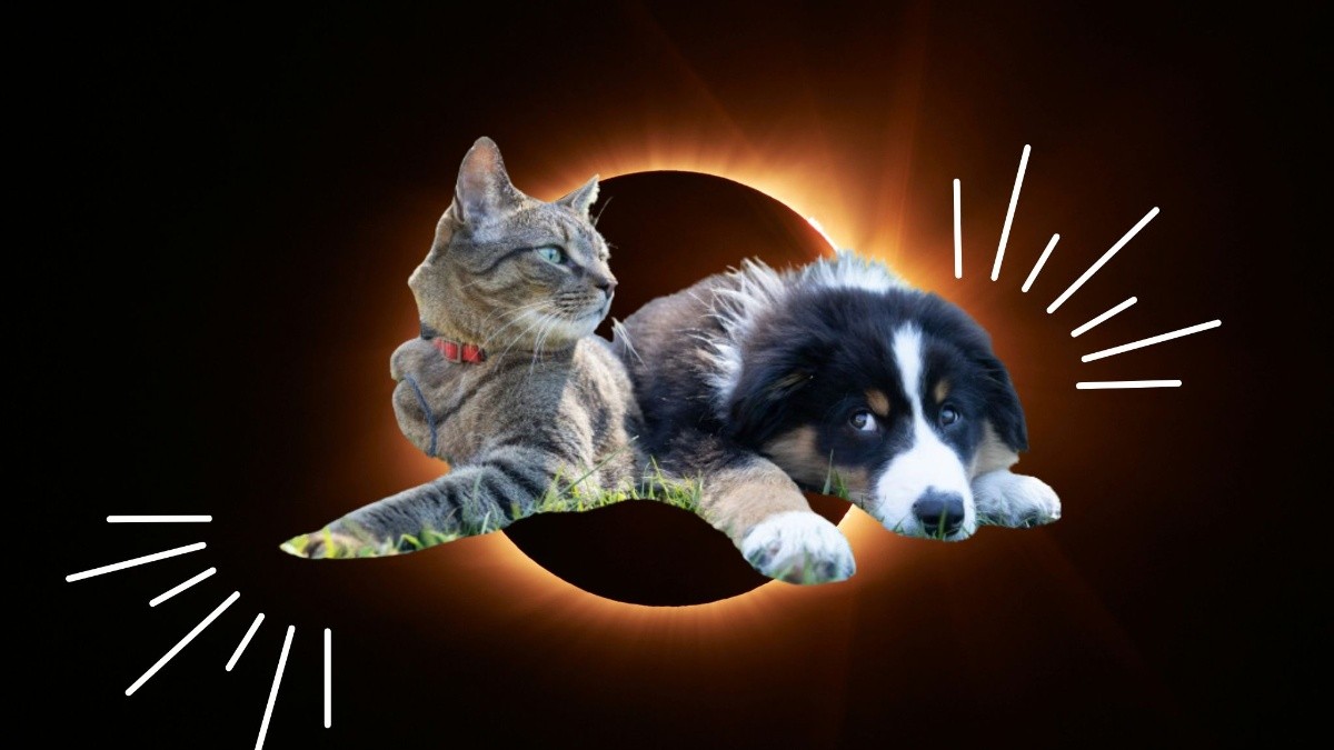 ¿Cómo cuidar a nuestros perrhijos y gathijos durante el eclipse 2024? | DIVERSO Lifestyle