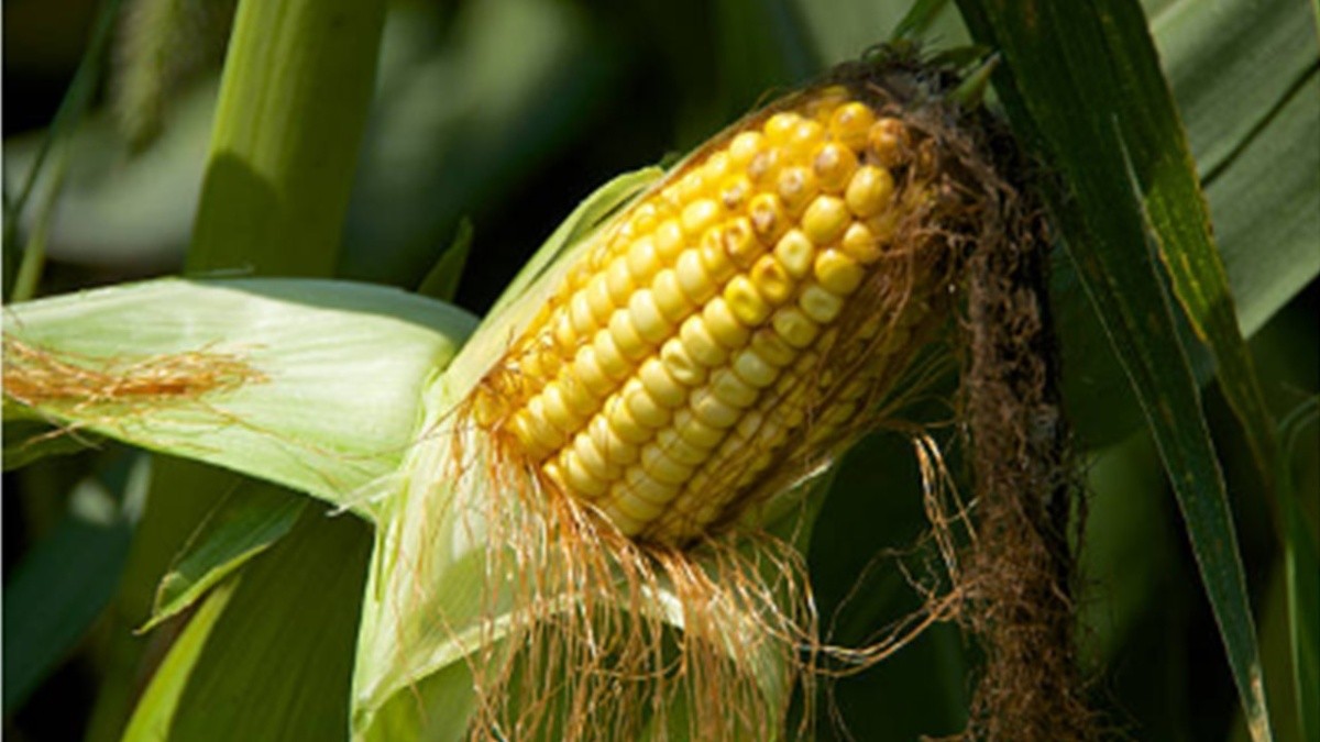 ¡No los tires! Estos son los beneficios del agua de pelo de elote ...